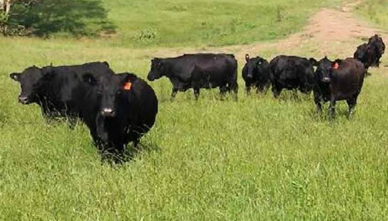 Australian Lowline Cattle Breed Everything You Need To Know